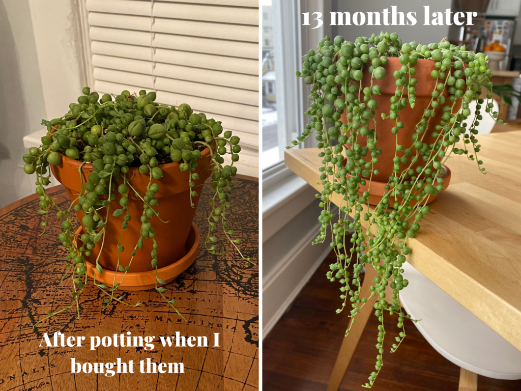 How To Care For String of Pearls | Easy Must Know Tips - Life in Apt B