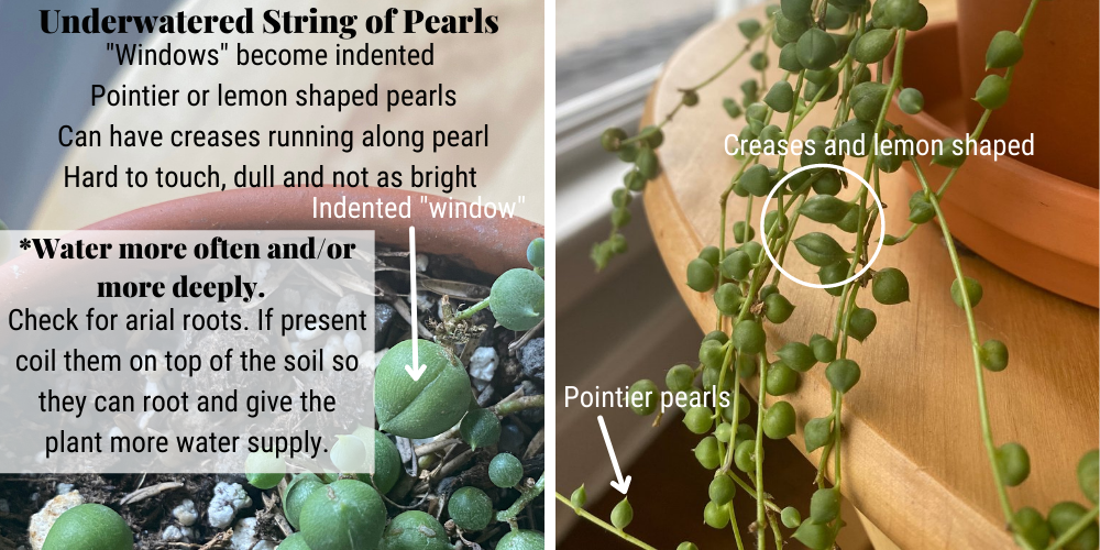 How To Care For String of Pearls | Easy Must Know Tips - Life in Apt B
