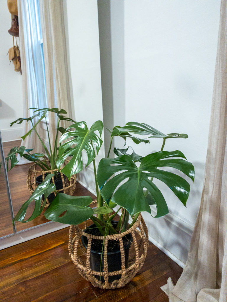 5 Things Every New Plant Mom Should Know - Life in Apt B